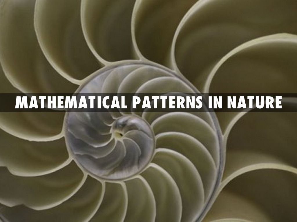 Mathematical Patterns In Nature By Laurenkomalley Mathematical Patterns In Nature By Laurenkomalley